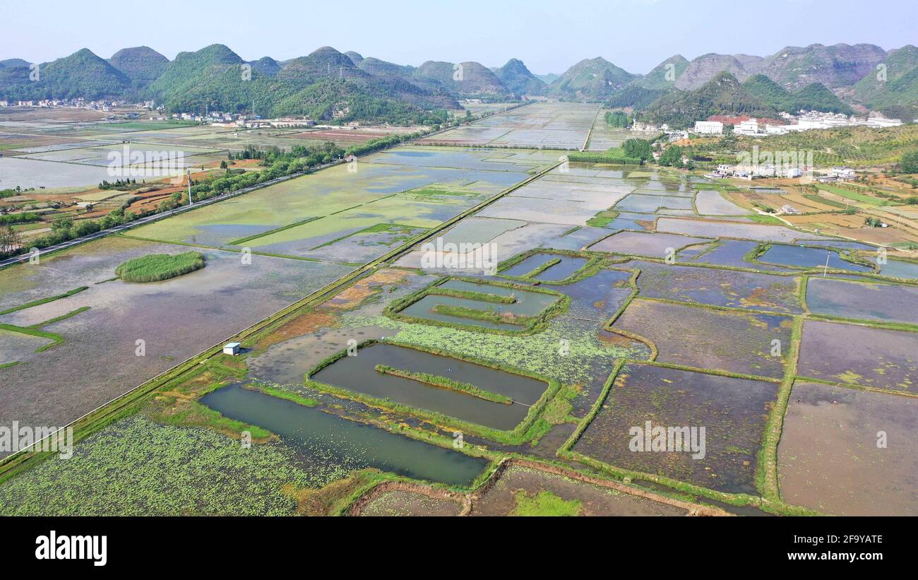 ANLONG, CHINA - APRIL 21, 2021 - Aerial view of lotus root field in ...