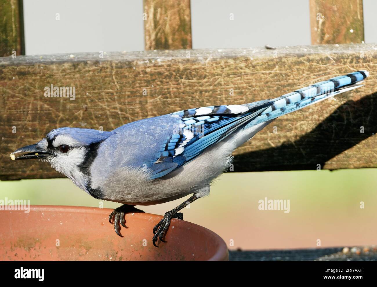 Bluejay finds some food at the feeder Stock Photo - Alamy