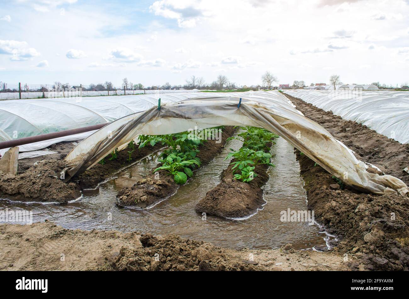 Water flows through canals into a greenhouse tunnel with a plantation ...