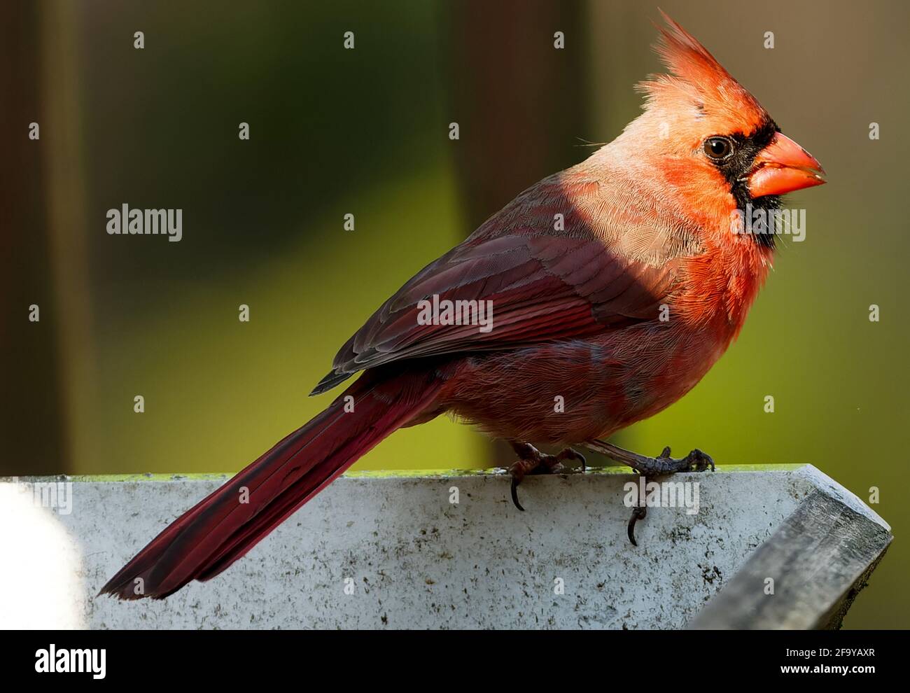 Male Northern Cardinal comes out of the shadows Stock Photo - Alamy