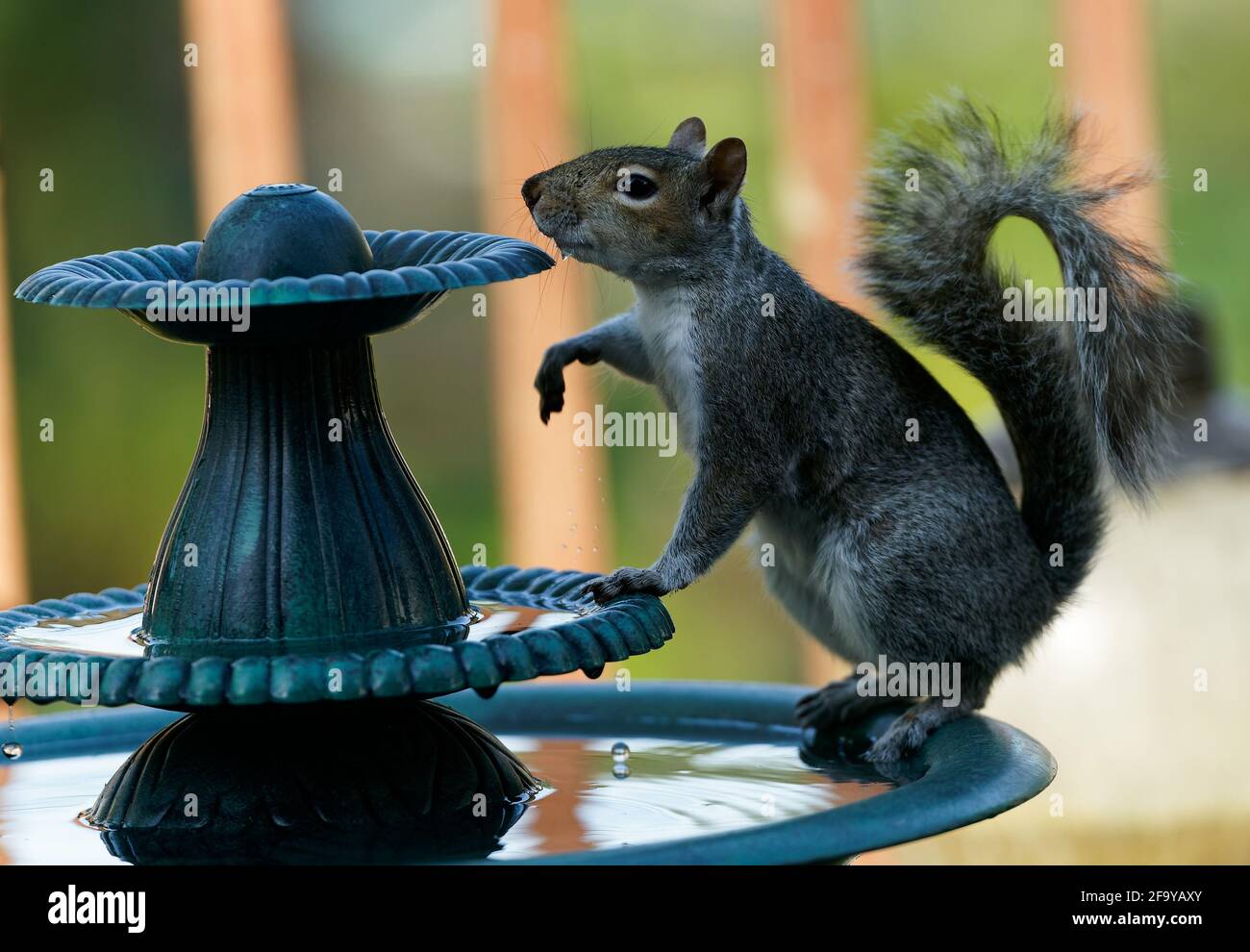 Squirrel checks out the garden fountain Stock Photo - Alamy