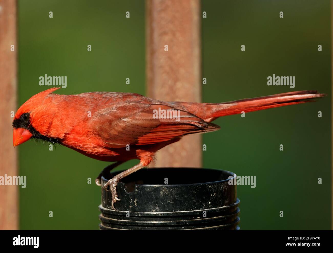 Northern Cardinal on the edge of a bird feeder Stock Photo - Alamy