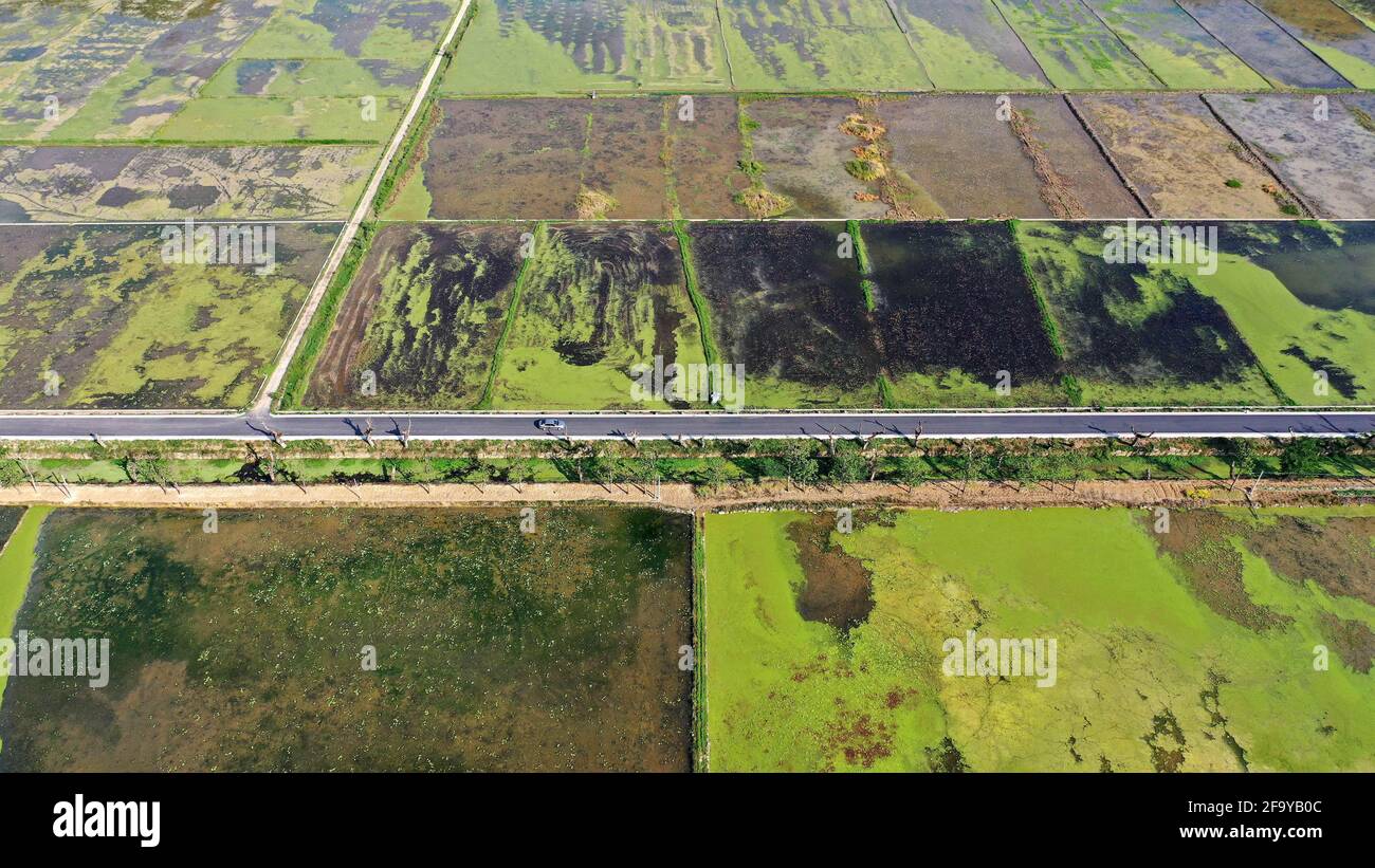 ANLONG, CHINA - APRIL 21, 2021 - Aerial view of lotus root field in ...