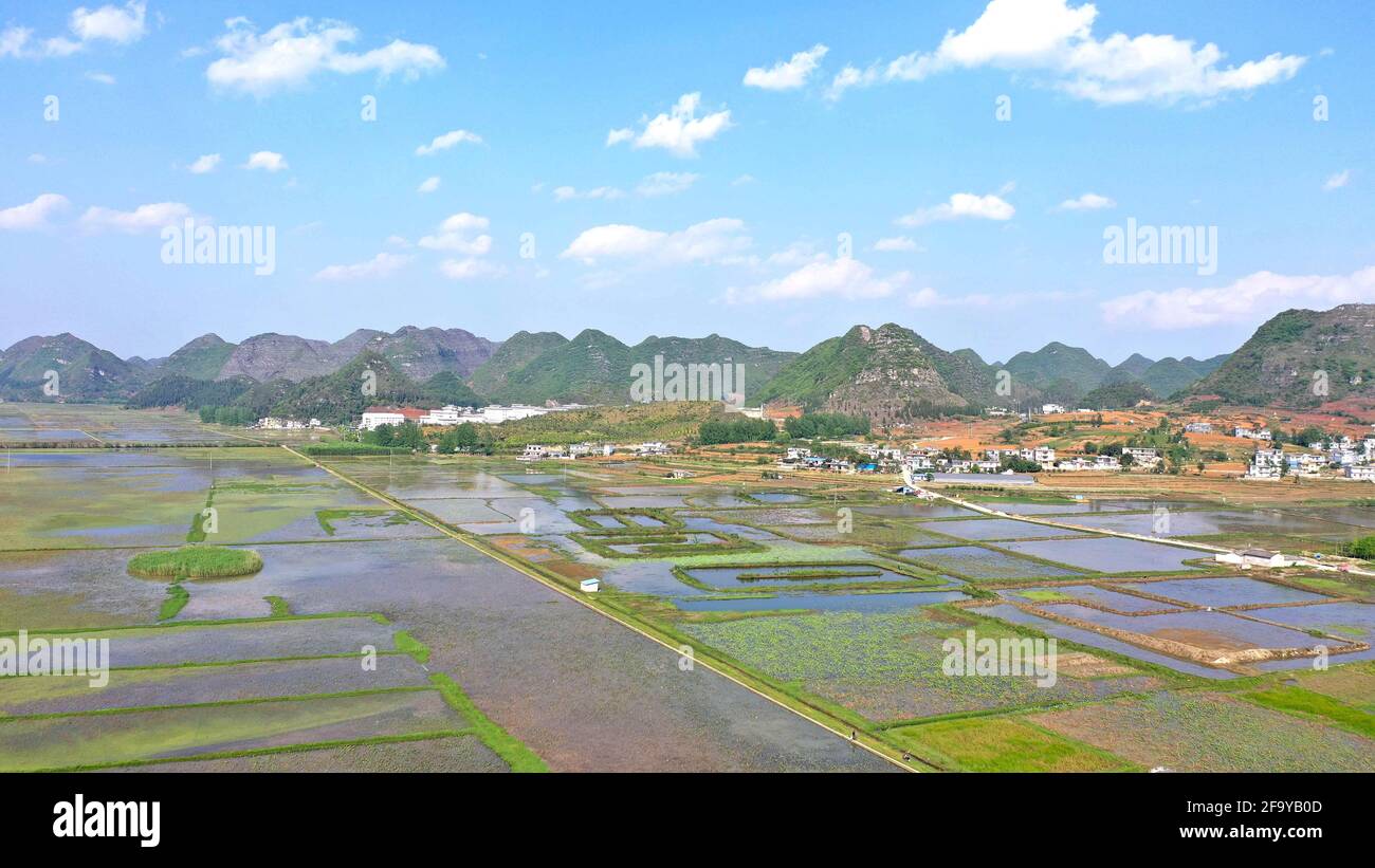 ANLONG, CHINA - APRIL 21, 2021 - Aerial view of lotus root field in ...