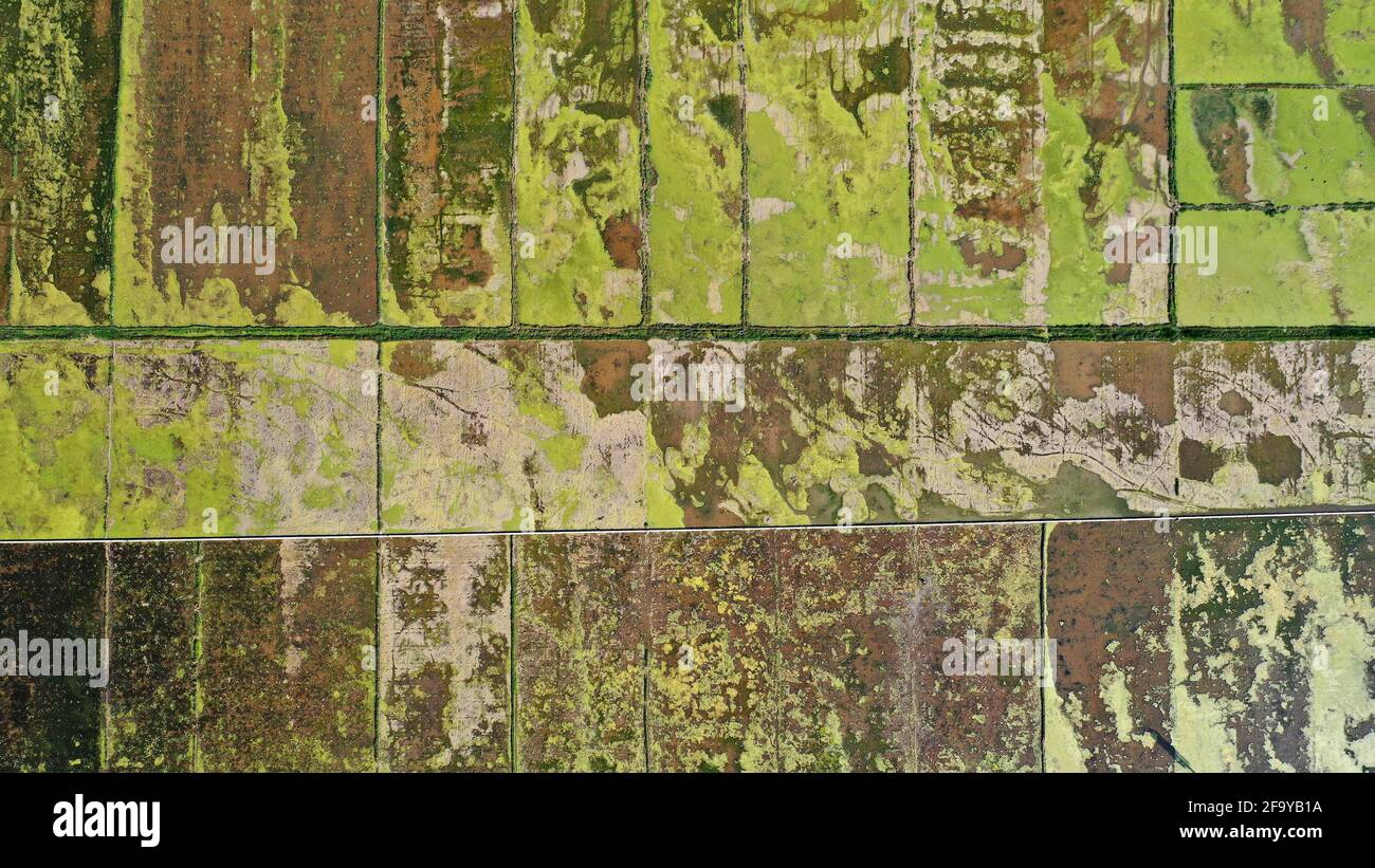 ANLONG, CHINA - APRIL 21, 2021 - Aerial view of lotus root field in ...