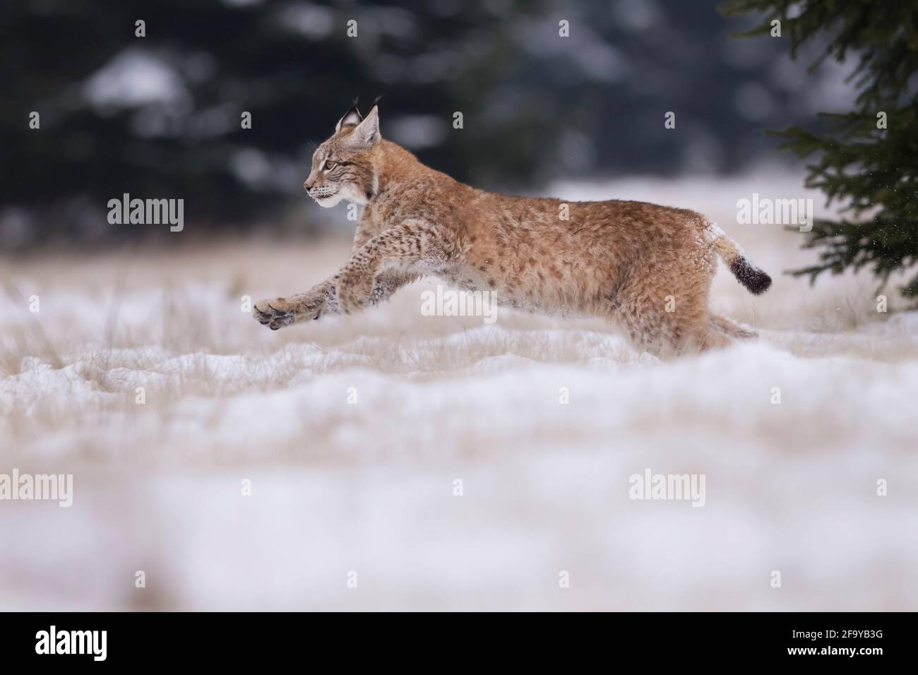 Eis springen hi-res stock photography and images - Alamy