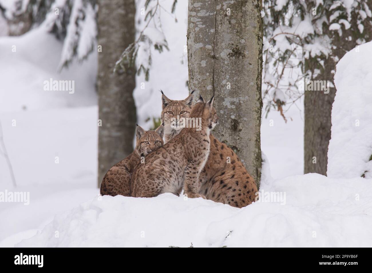 Luchs hi-res stock photography and images - Alamy