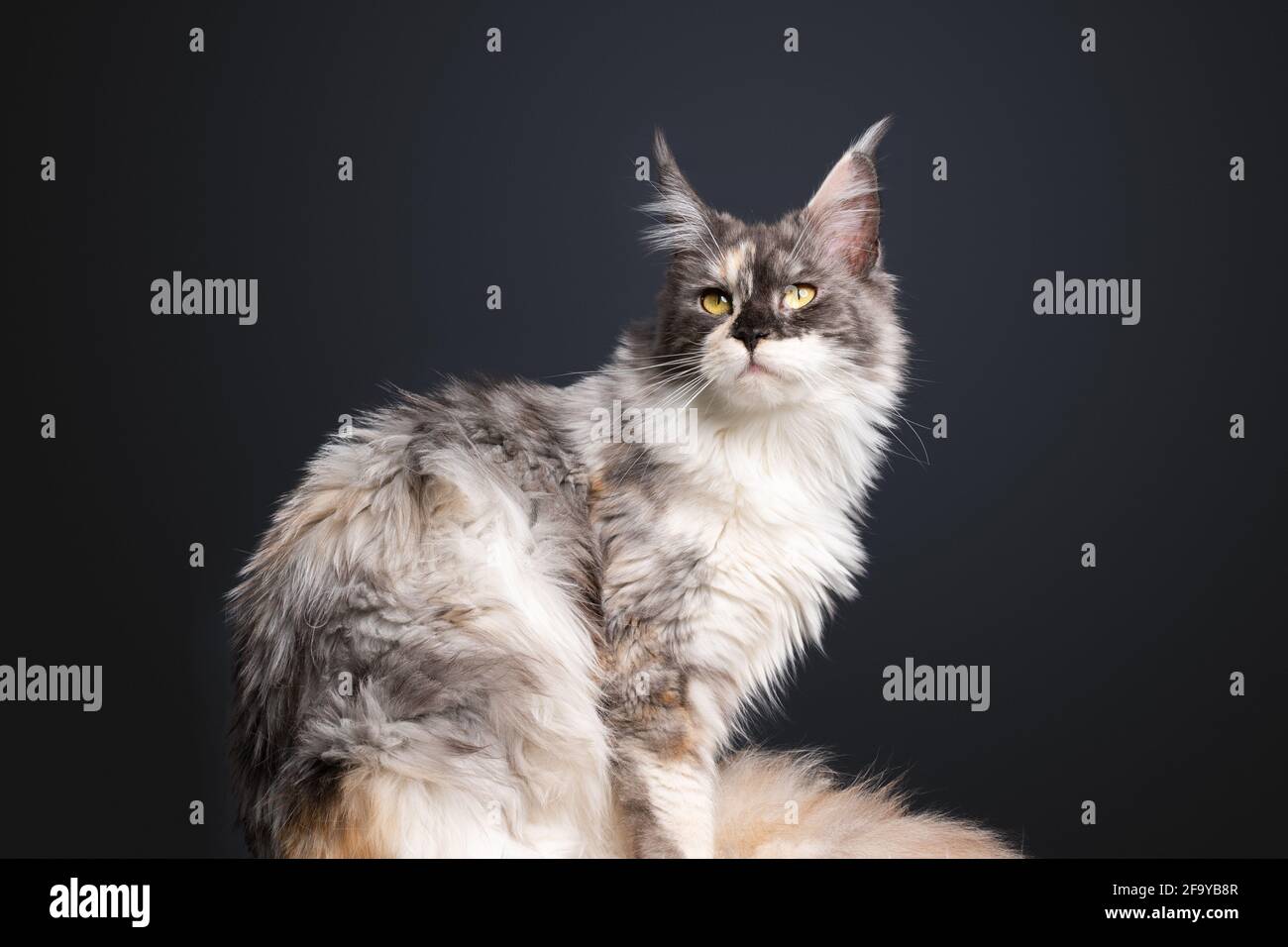 studio portrait of a beautiful white tortie maine coon cat sitting ...