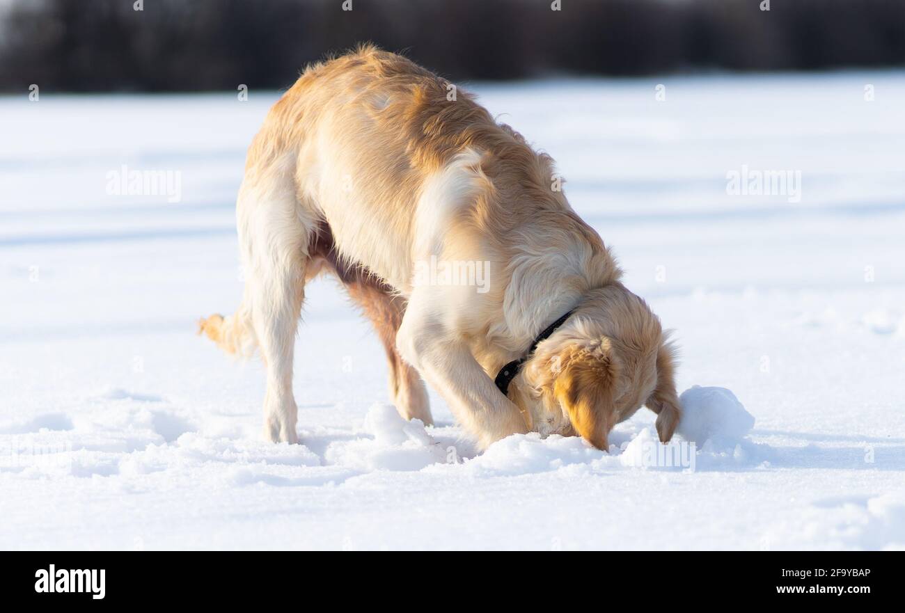 Golden retriever digging hi-res stock photography and images - Alamy