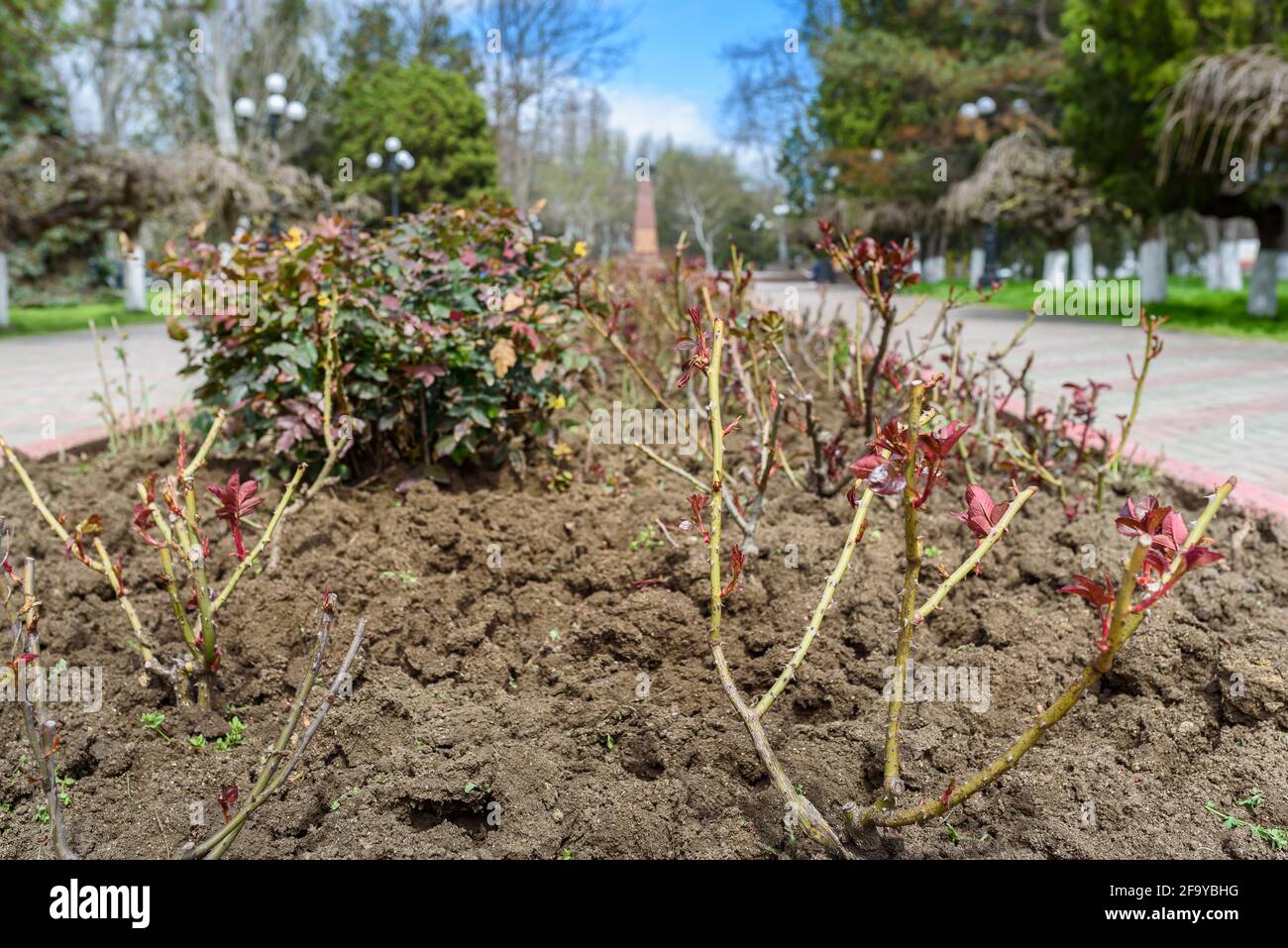 Pruning a spring shrub hi-res stock photography and images - Alamy
