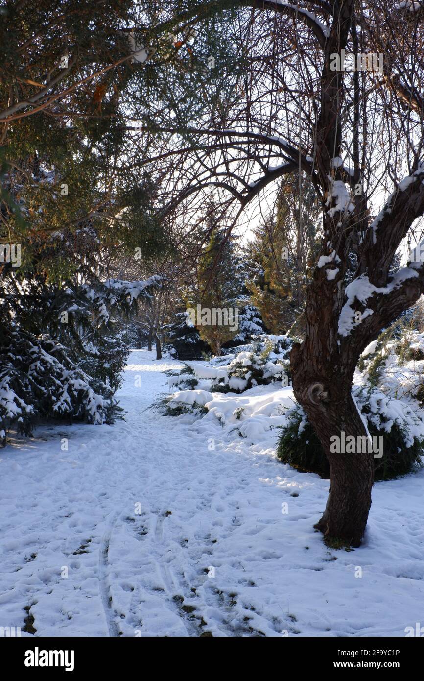 Trees under snow at winter with sunbeams Stock Photo - Alamy