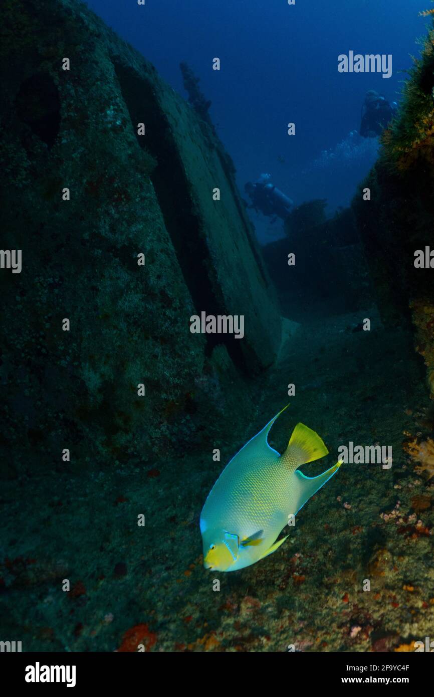 Blue Angelfish on West Palm Beach Wreck Stock Photo - Alamy