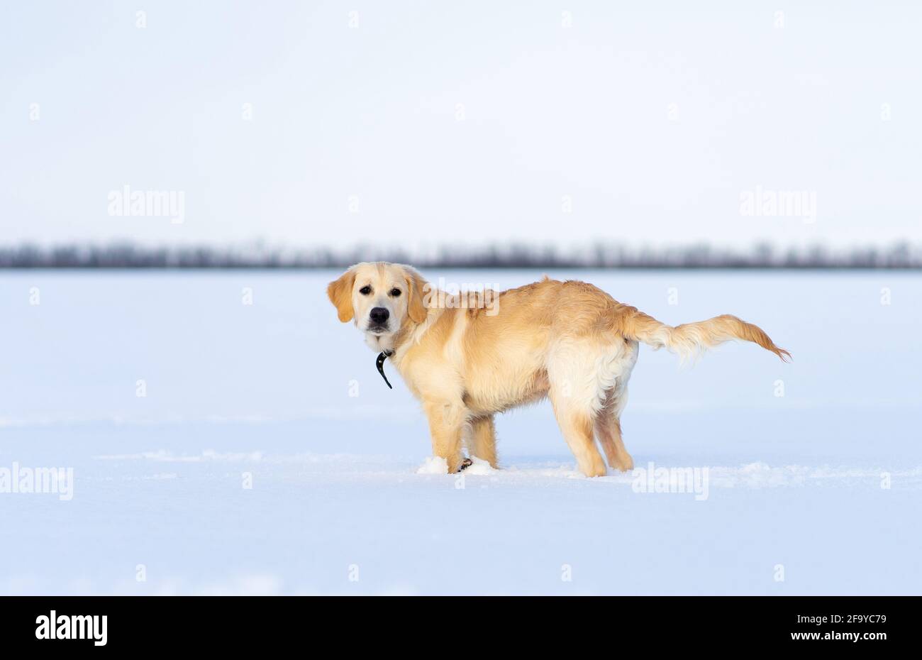 Golden retriever puppy dog standing outside snow hi-res stock ...