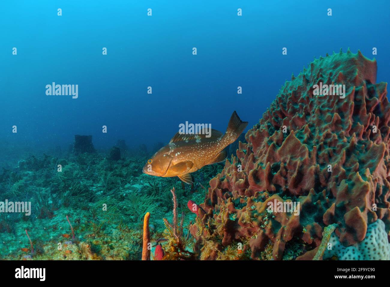 Red grouper hi-res stock photography and images - Alamy