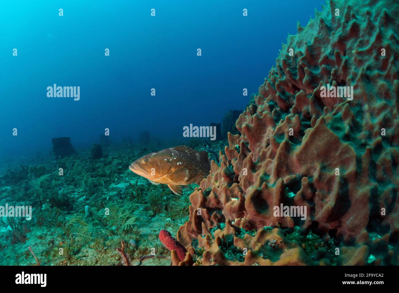 Red grouper hi-res stock photography and images - Alamy