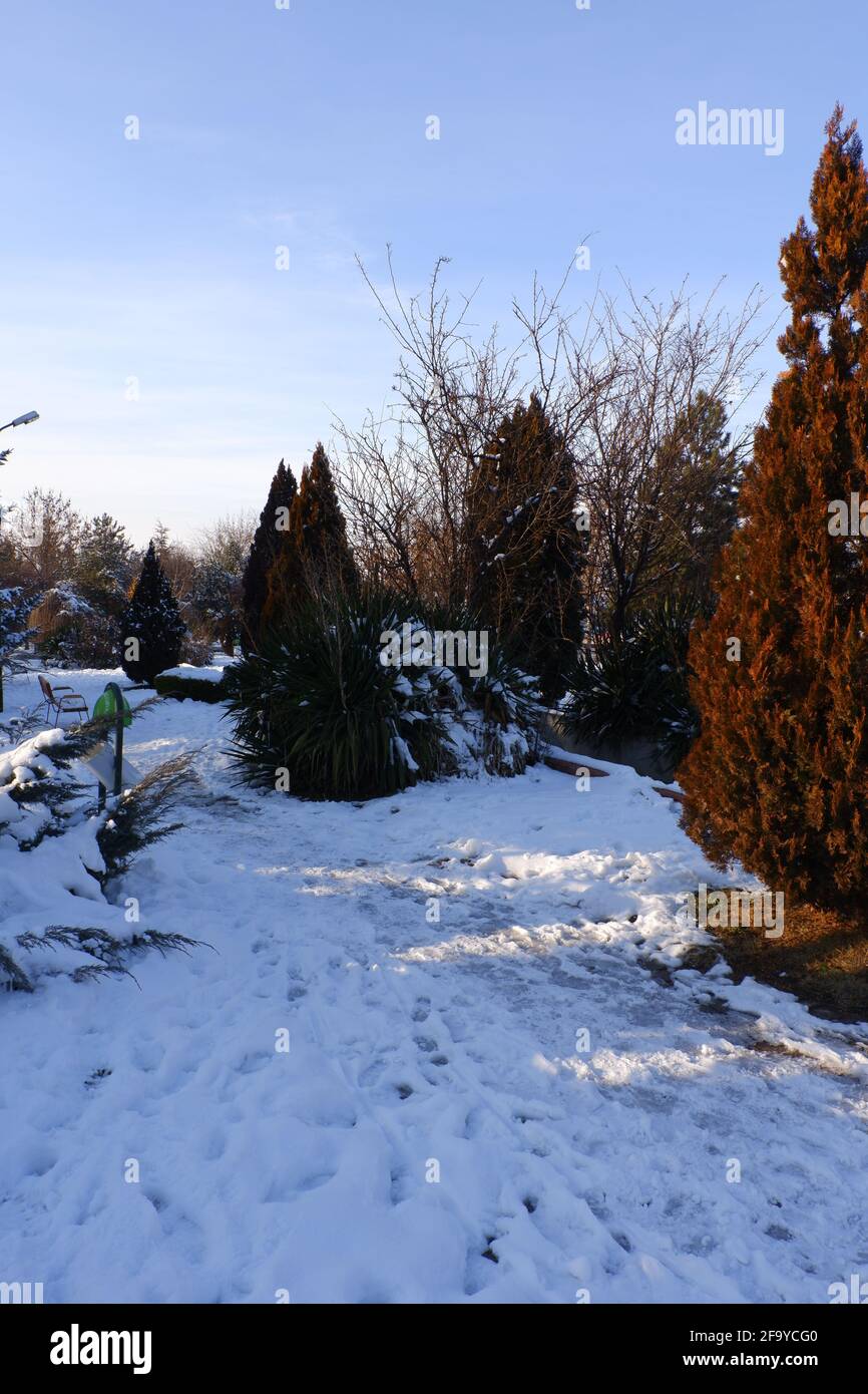 Trees under snow at winter with sunbeams Stock Photo - Alamy