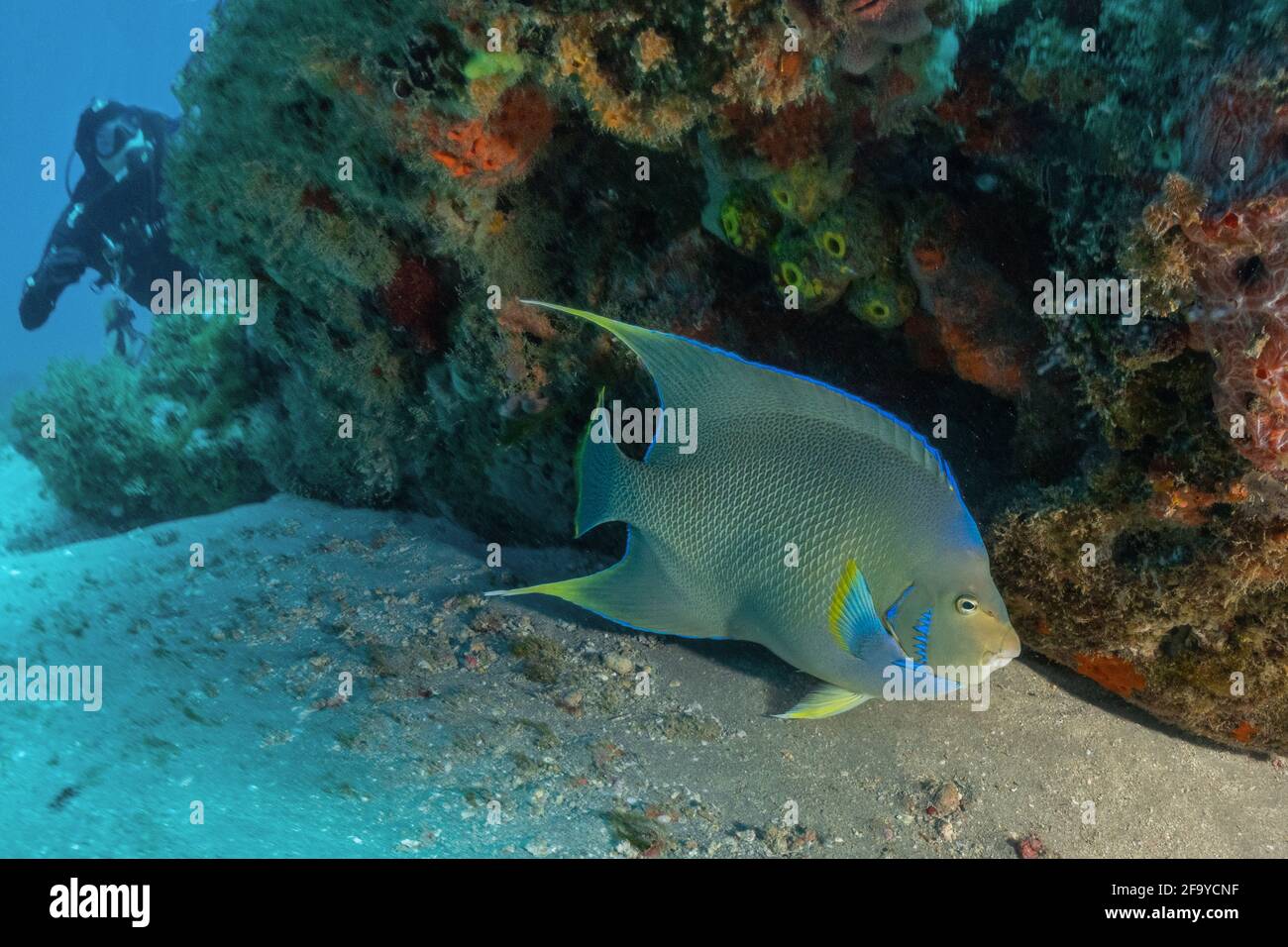 Fish angel view hi-res stock photography and images - Alamy