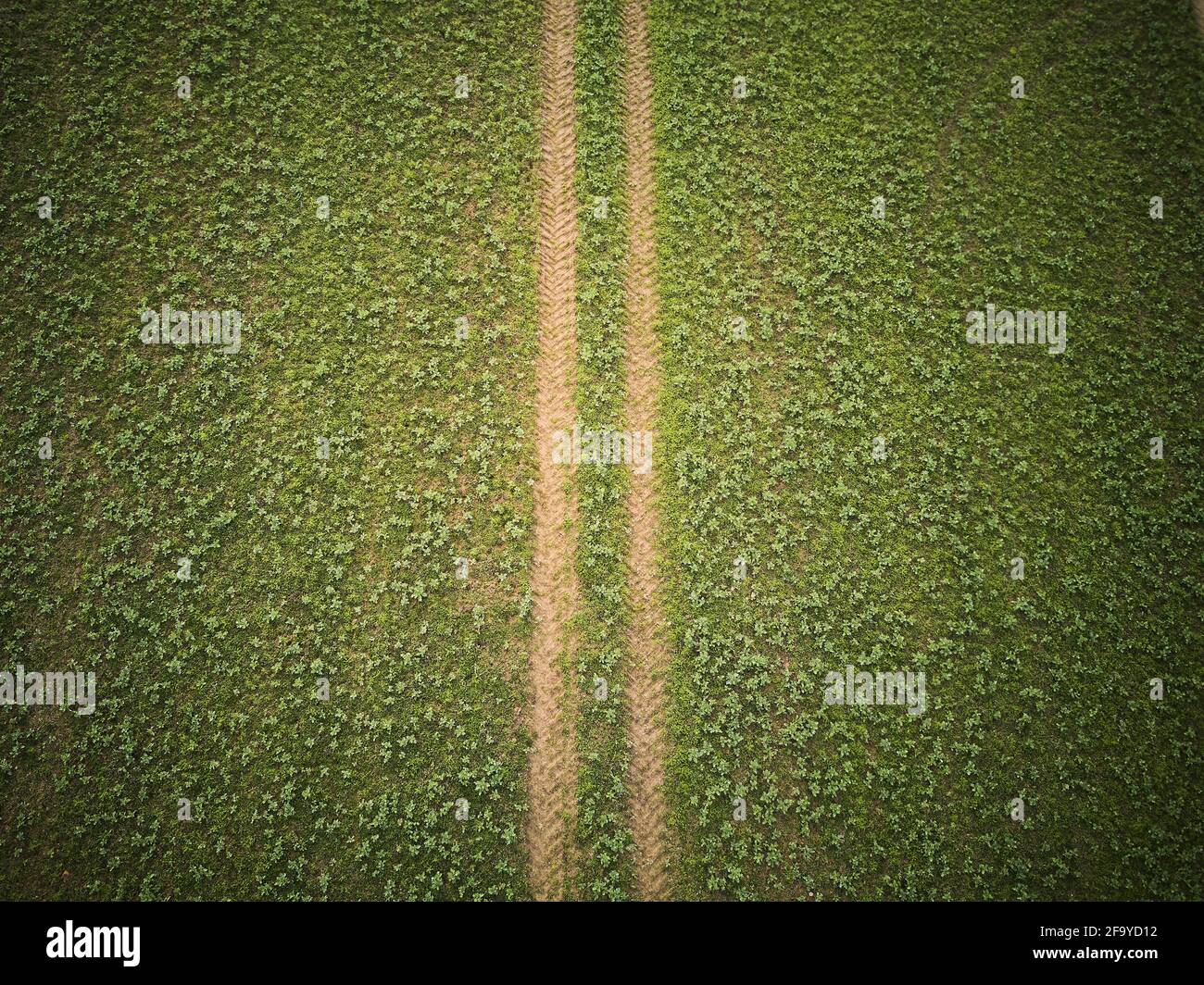Aerial view of fresh rapeseed (Brassica napus) agricultural fields. Top ...