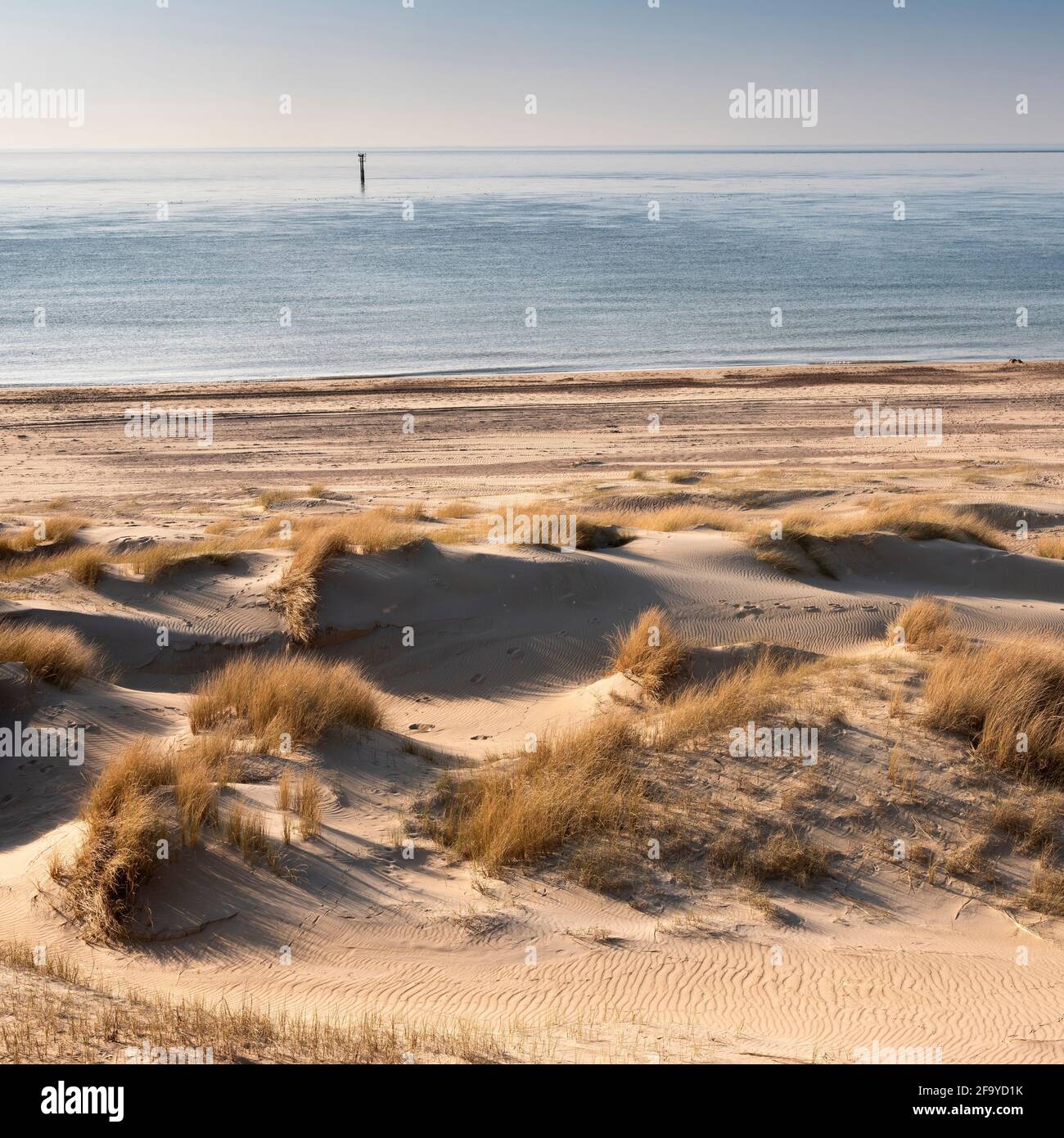dunes and almost deserted beach on dutch coast near renesse in zeeland ...