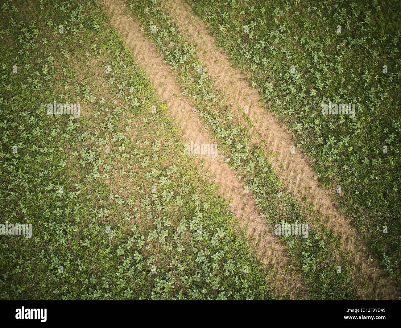 Aerial view of fresh rapeseed (Brassica napus) agricultural fields. Top ...