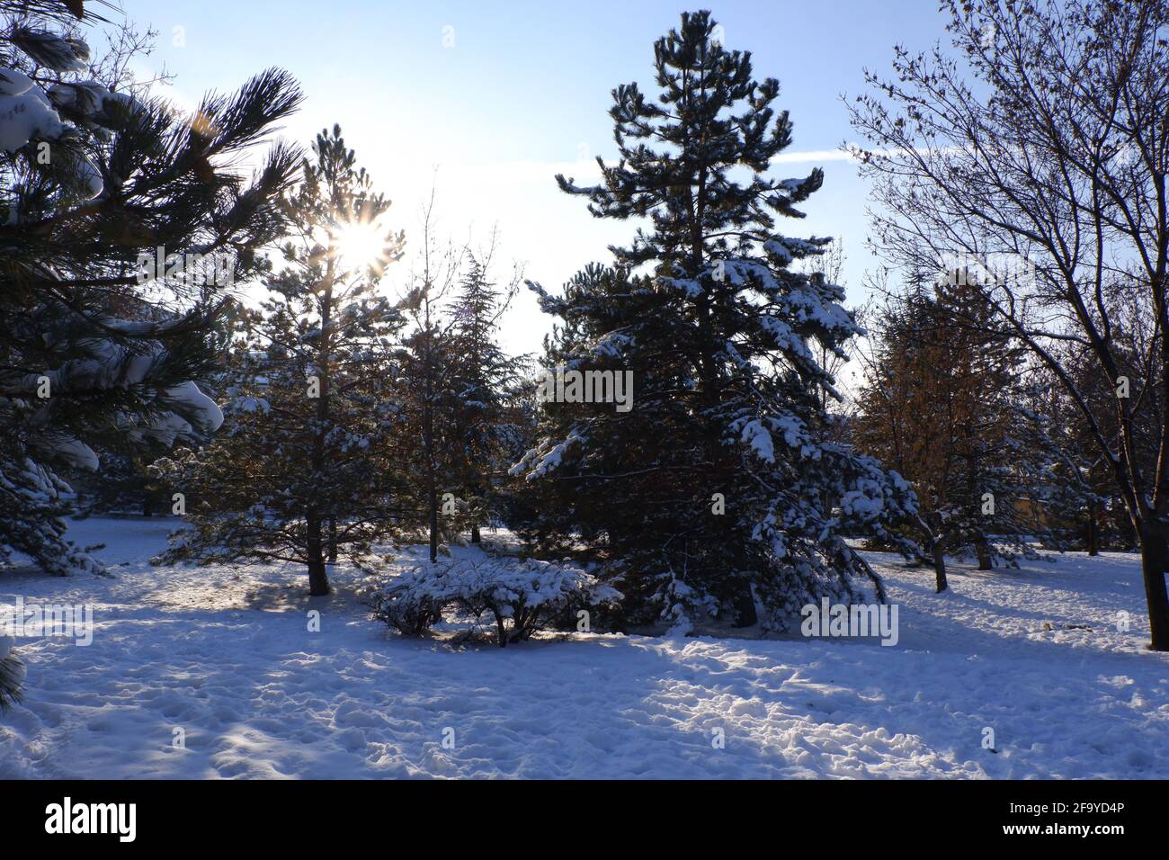 Under the tree covered with snow hi-res stock photography and images ...