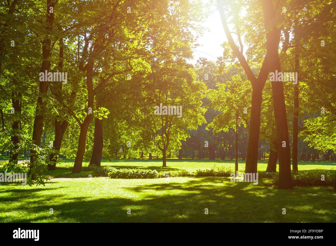 Summer landscape - colorful summer city park with deciduous green trees ...
