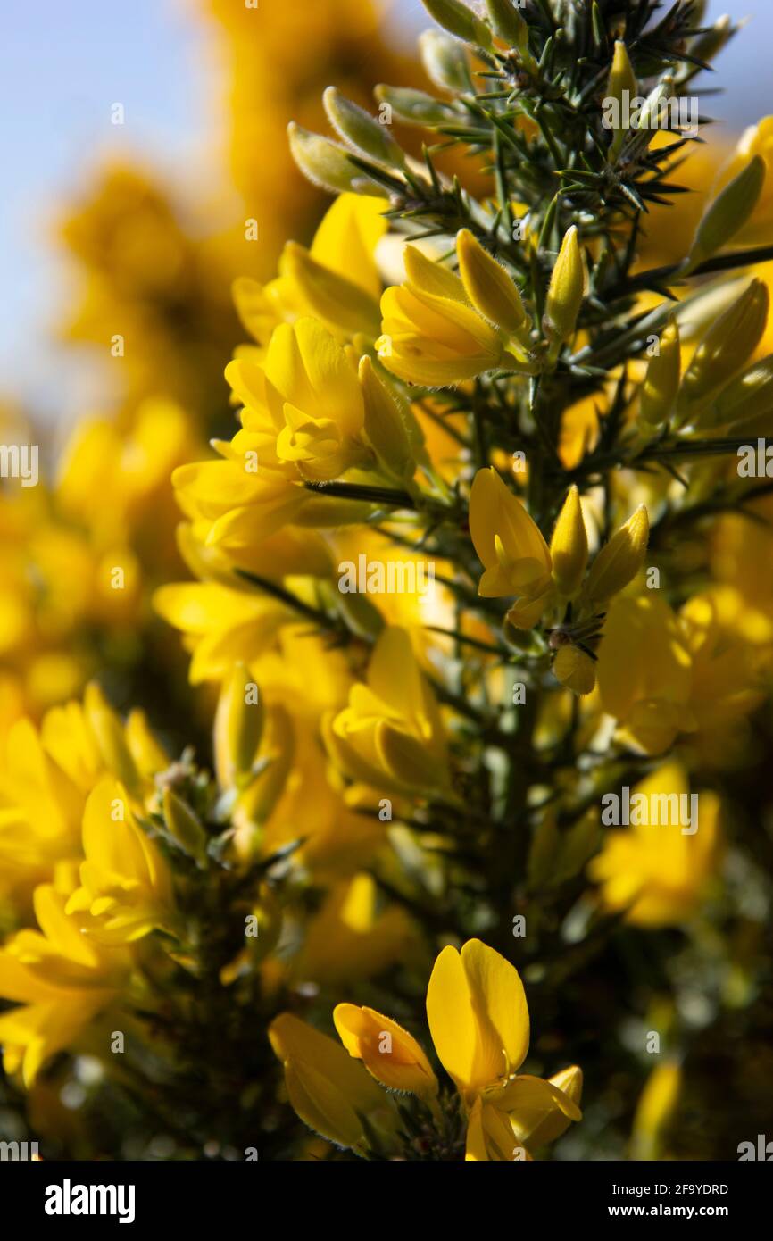 Ochils hi-res stock photography and images - Alamy