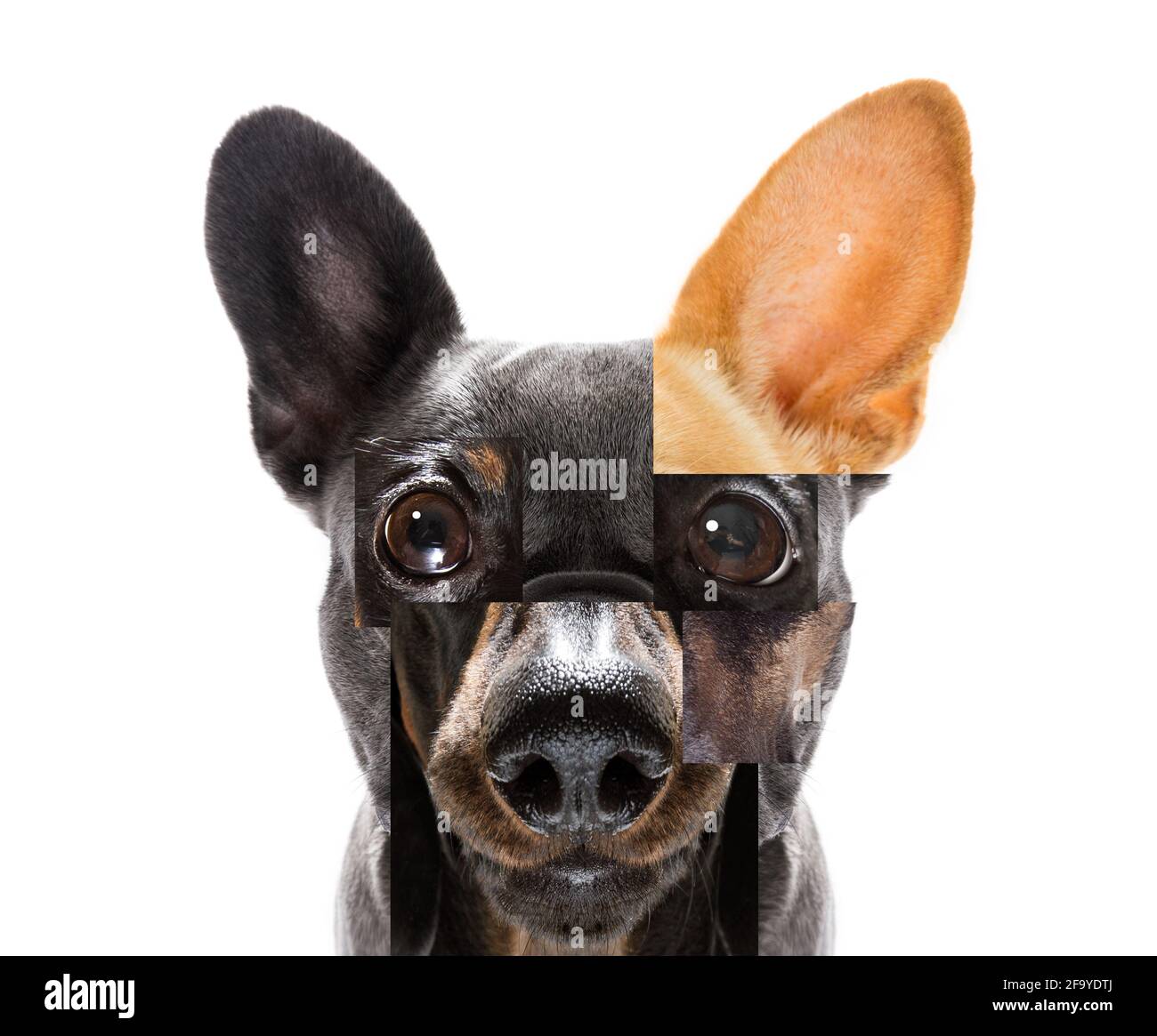 crazy funny puzzle head of couple of different dogs together and ...