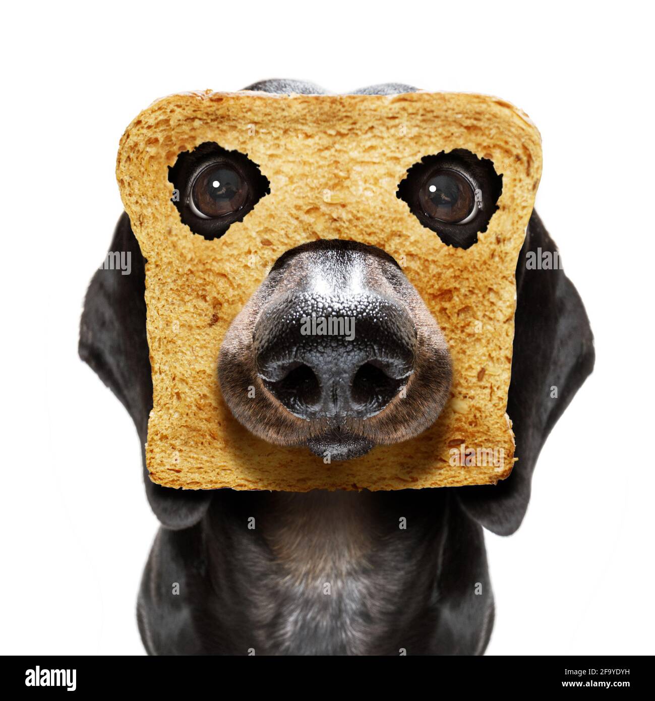 hungry dachshund sausage dog with toast for breakfast ready to start ...
