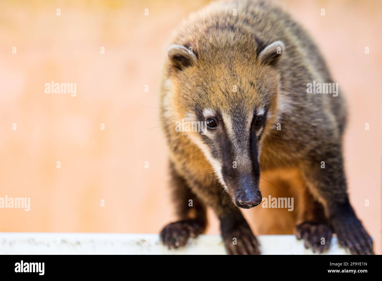 Coati sitting hi-res stock photography and images - Alamy
