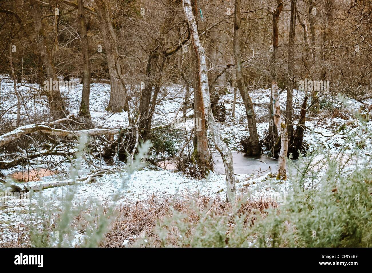 Cold winters day walk hi-res stock photography and images - Alamy