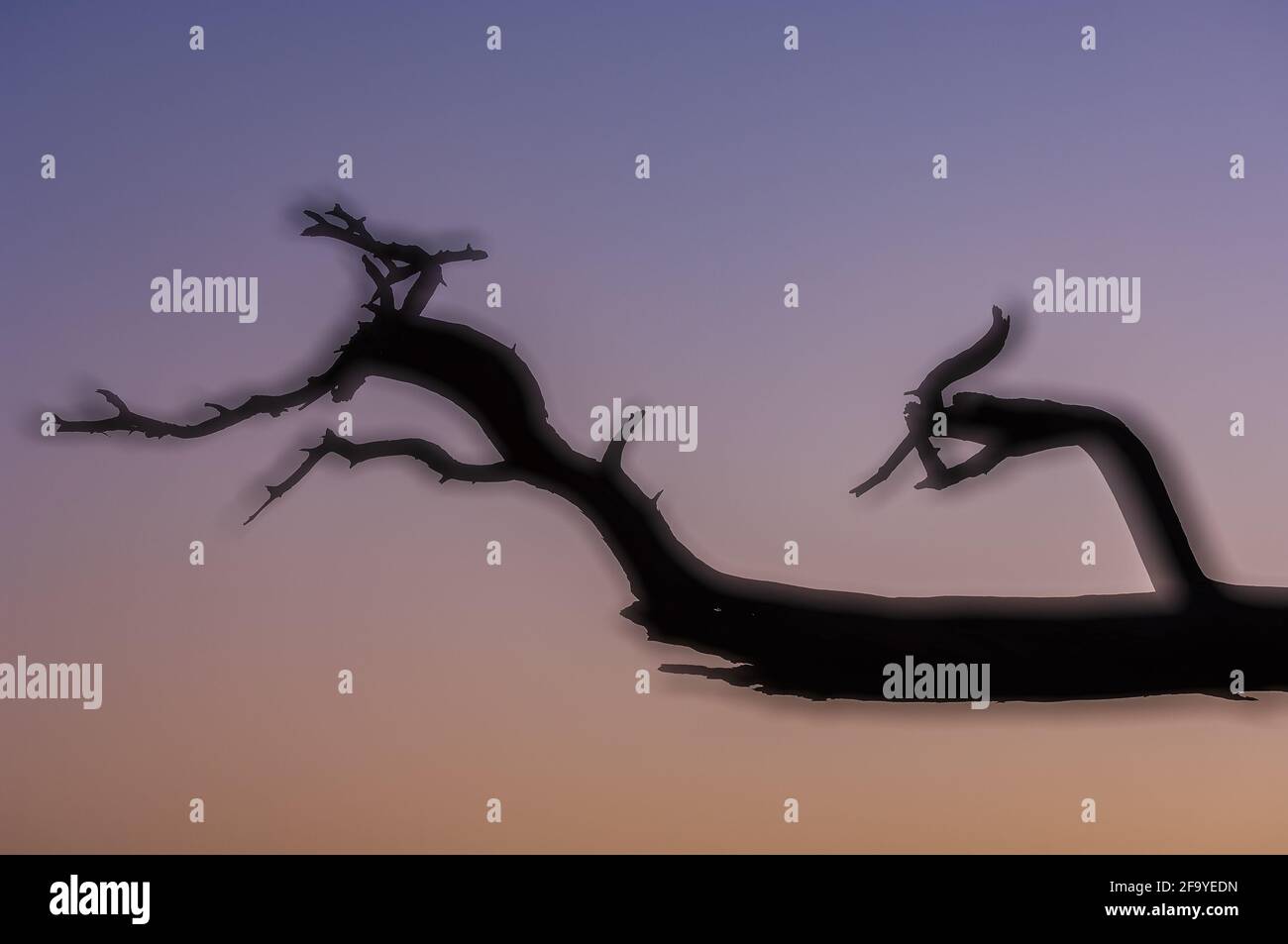 Abstract tree branch in dusk Stock Photo - Alamy