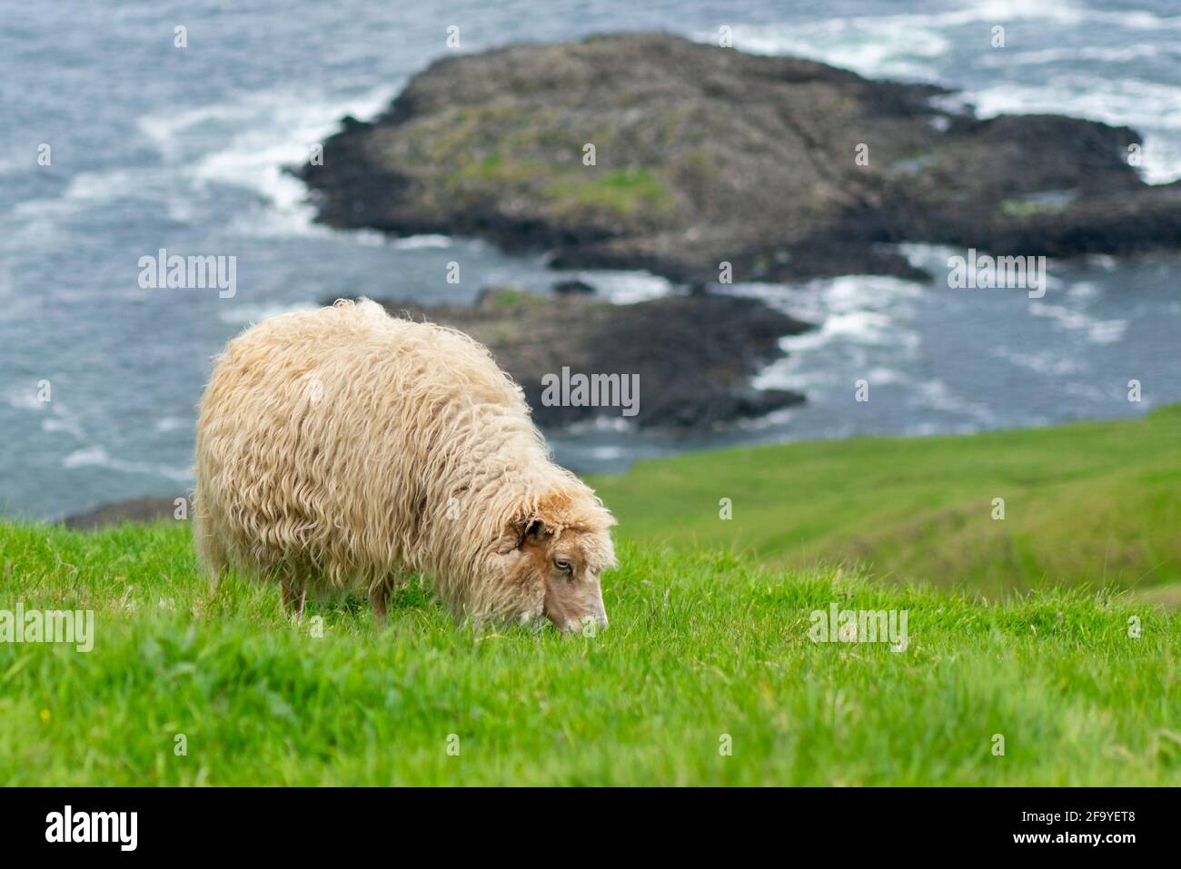 Sheep feeding on grass with ocean and rock in the background. Domestic ...