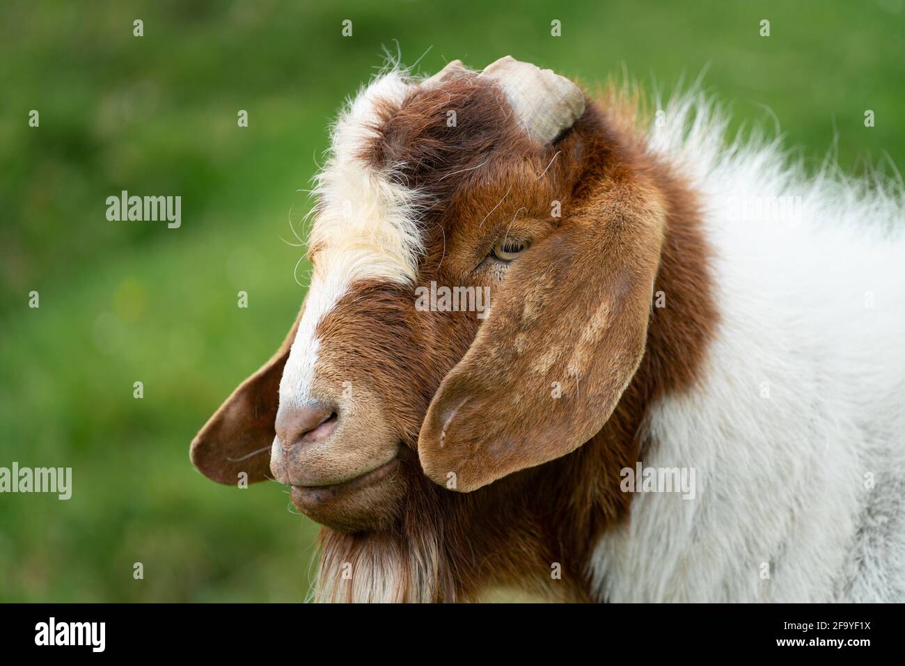 A detail of a brown and white goat with big ears. Domestic animal in ...