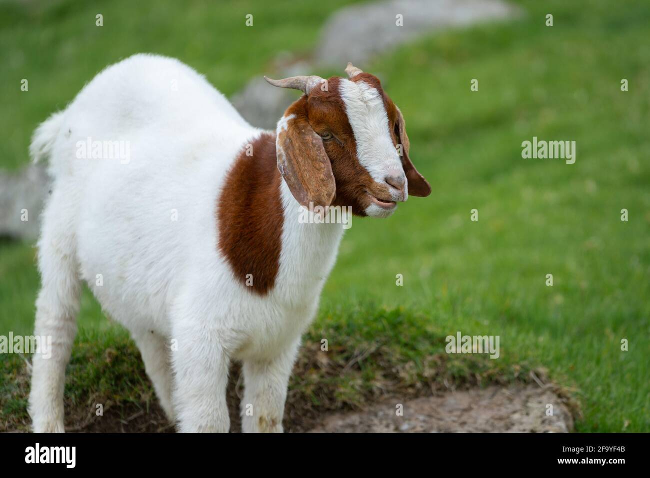 A detail of a brown and white goat with big ears. Domestic animal in ...