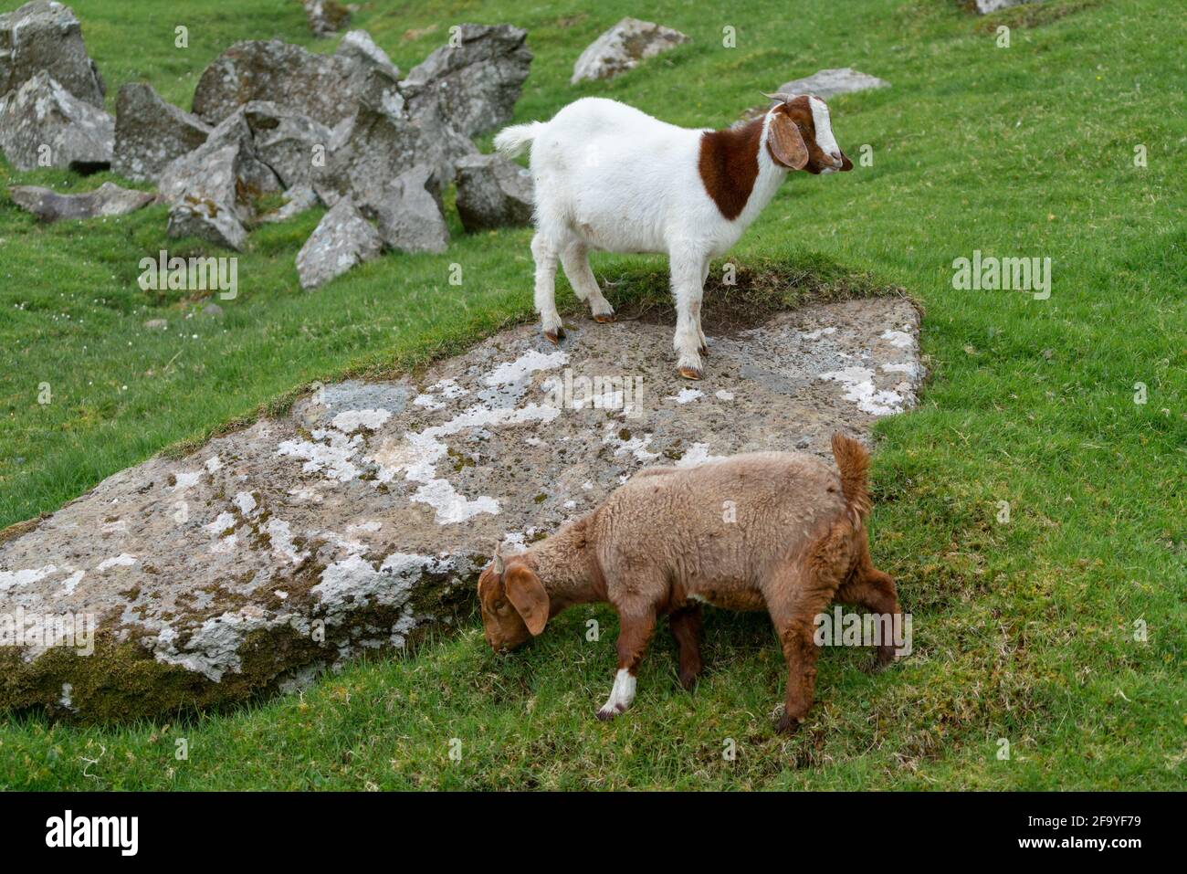 Faroese Goat High Resolution Stock Photography and Images - Alamy