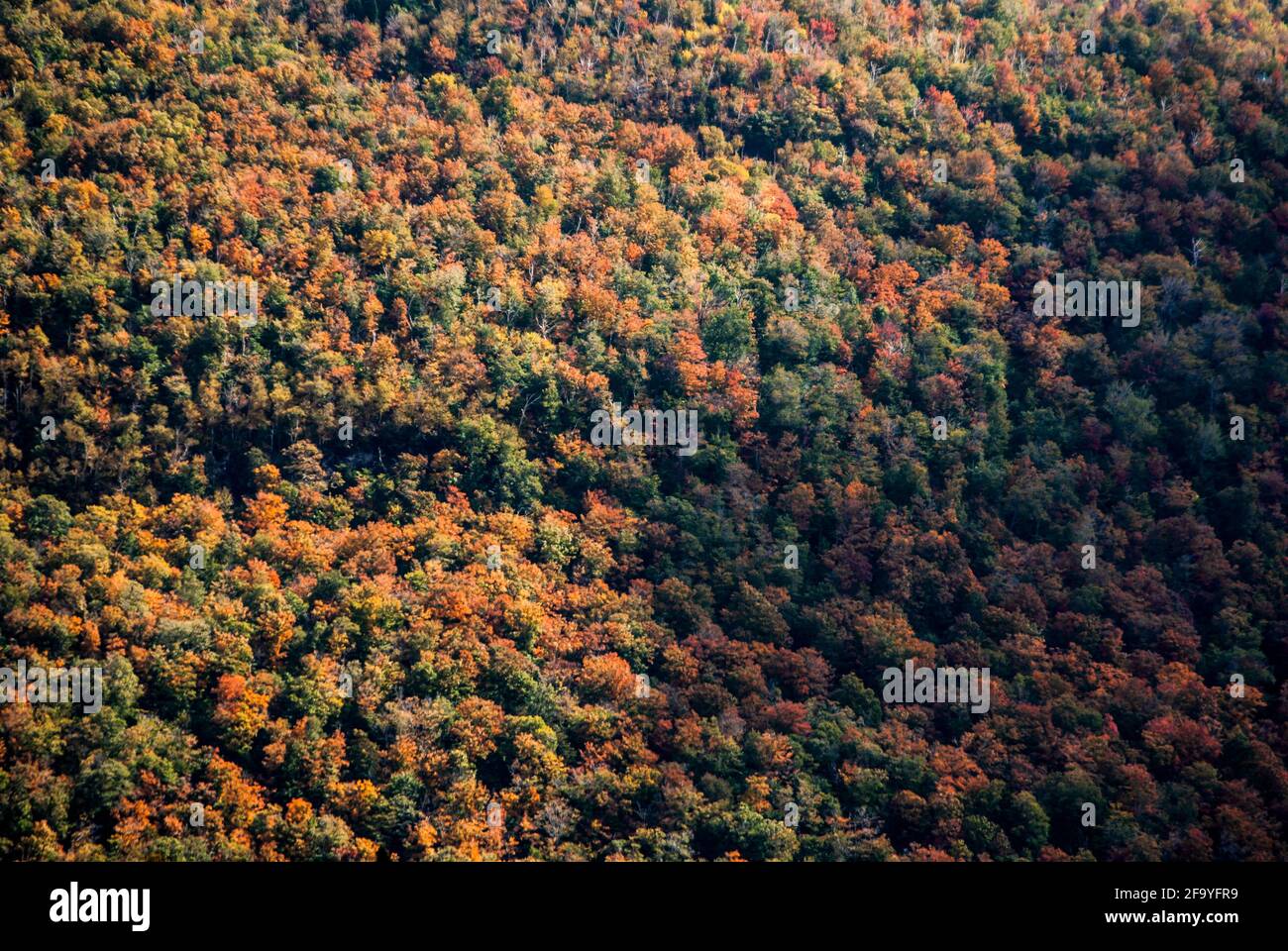 The slopes of Mount Mansfield, Stowe, Vermont, USA, covered in trees in ...