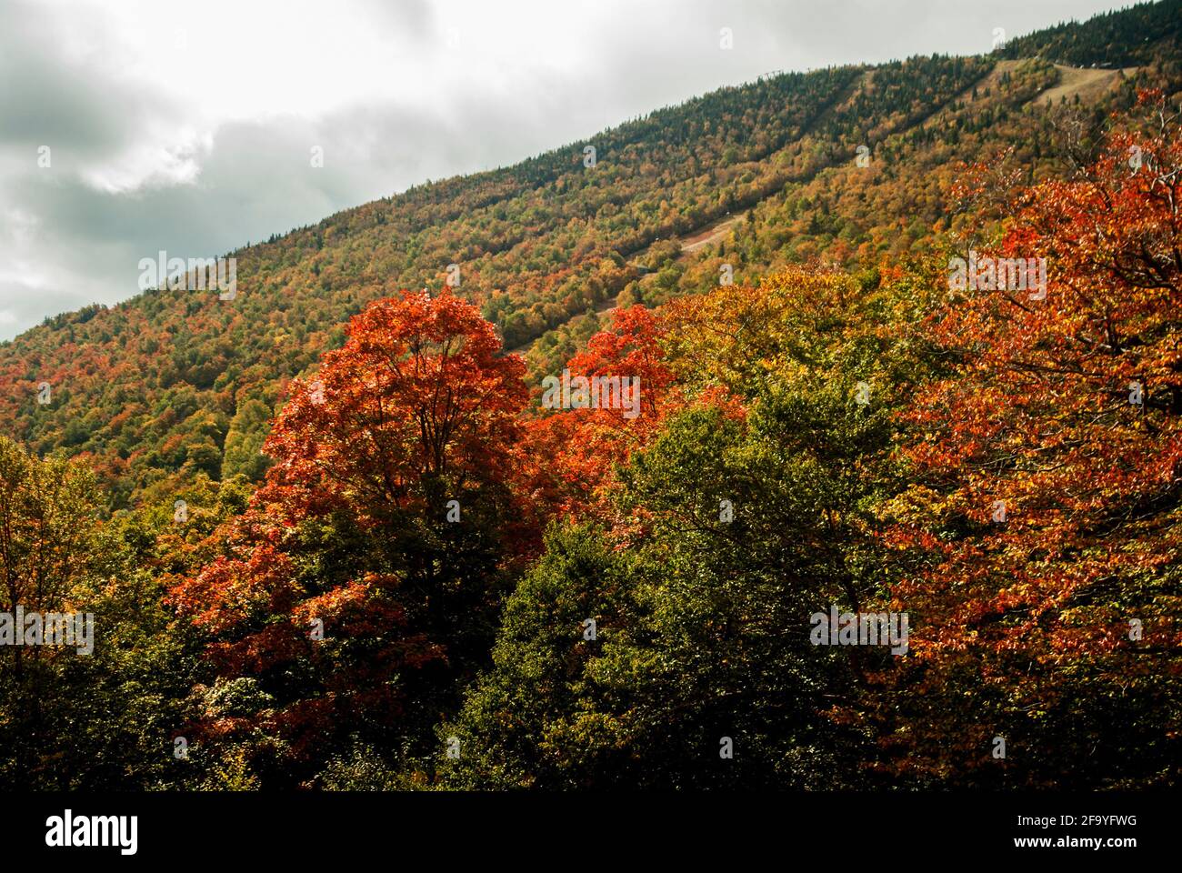 The slopes of Mount Mansfield, Stowe, Vermont, USA, covered in trees in ...