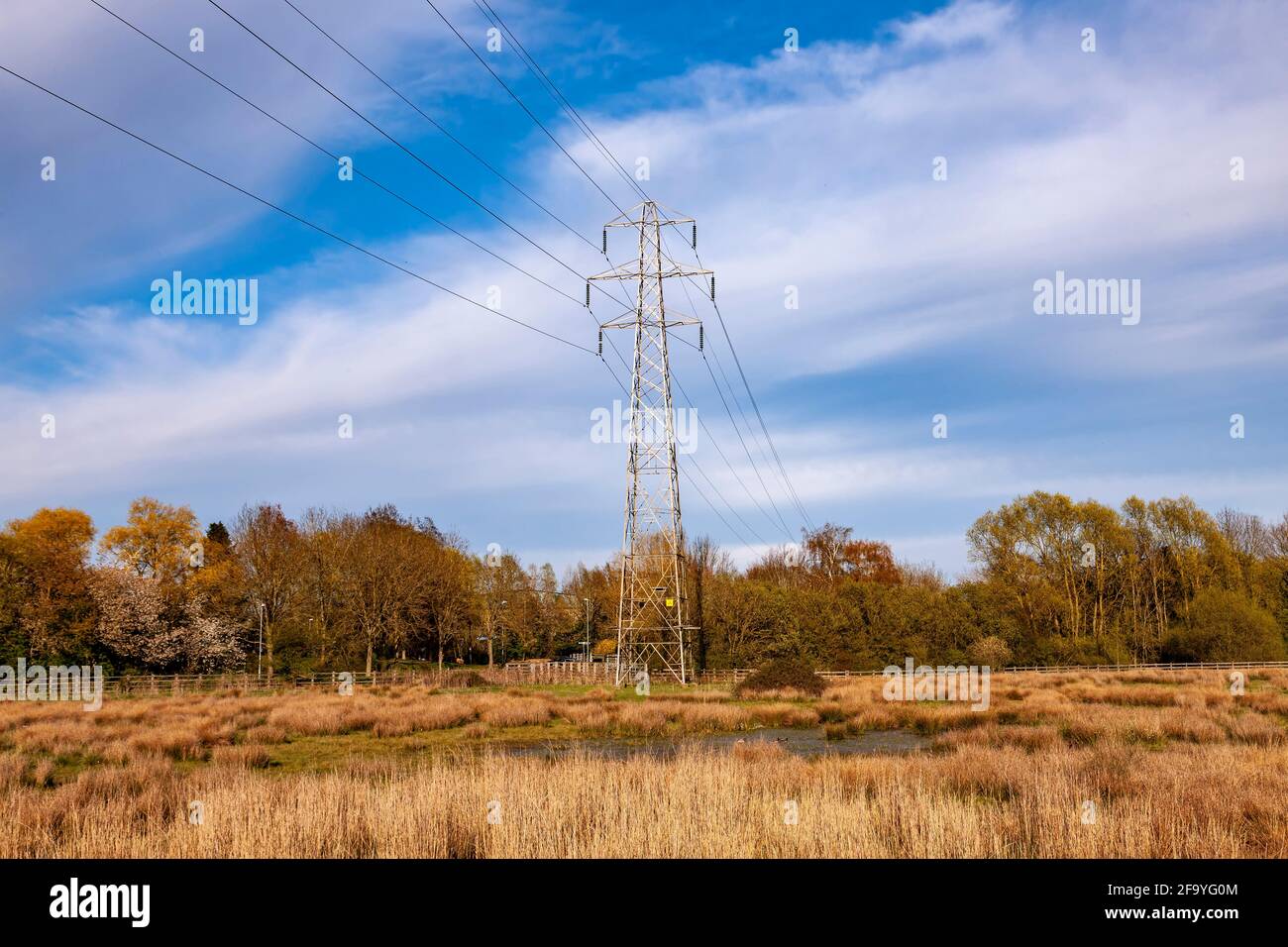 Swamp area near the Northampton boat club on the river Nene Nene Valley ...