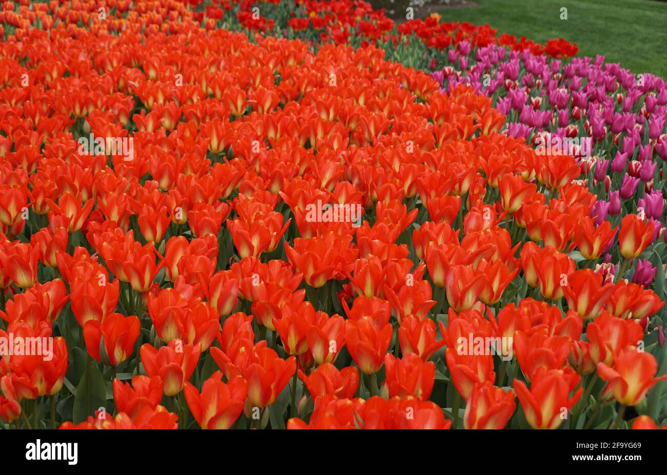 Late Bloomer High Resolution Stock Photography and Images - Alamy