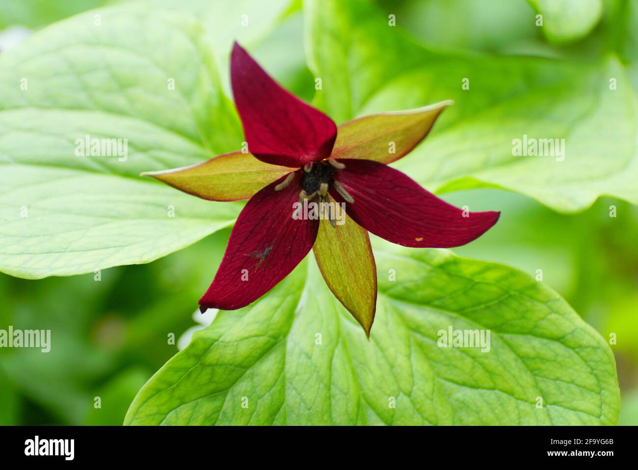 Close up trillium flower hi-res stock photography and images - Alamy