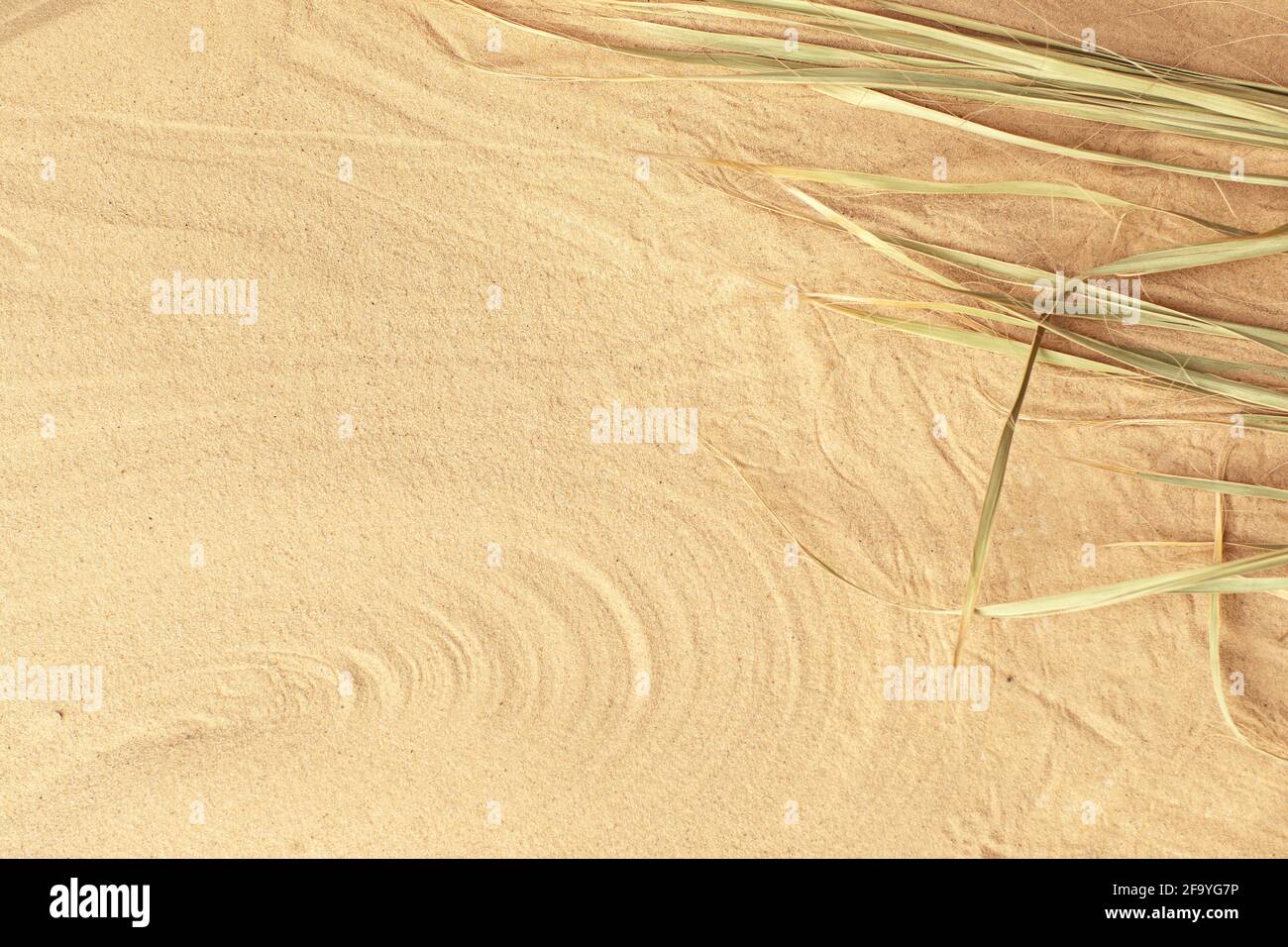 Abstract palm leaf on beach sand holiday seaside background in earth ...