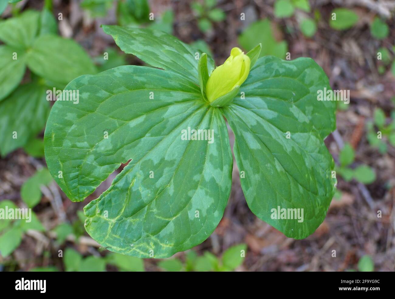 Toad trillium hi-res stock photography and images - Alamy