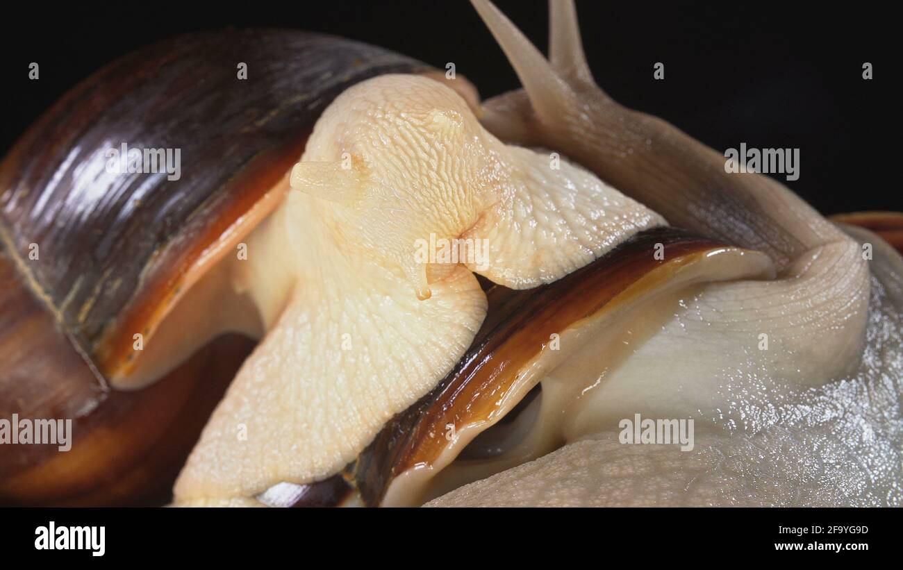 Shooting of two snails on black background Stock Photo - Alamy