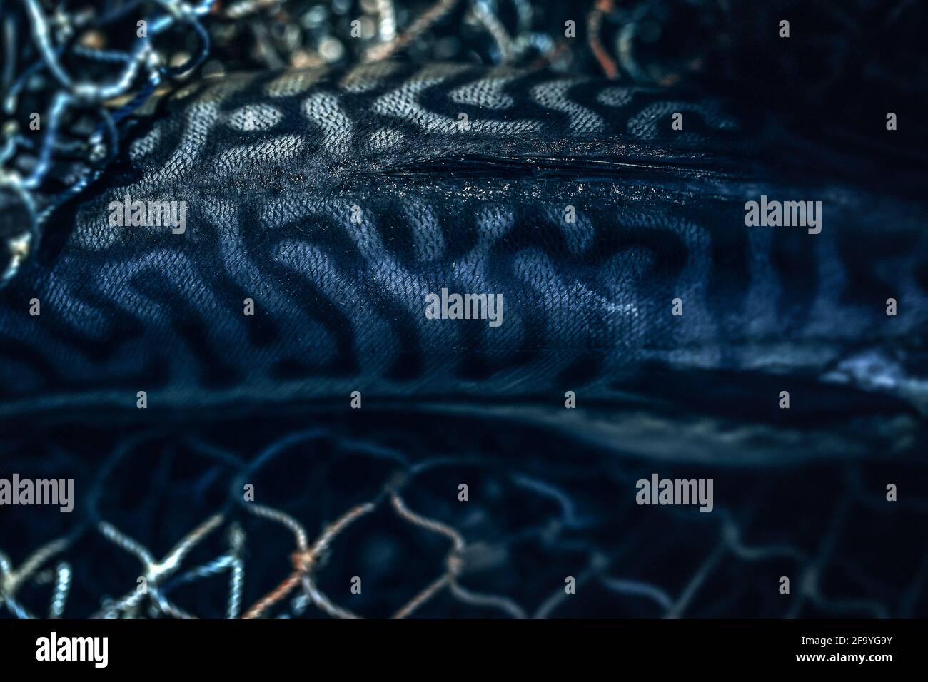 Raw fish Atlantic mackerel uncooked on fishing net background Stock ...