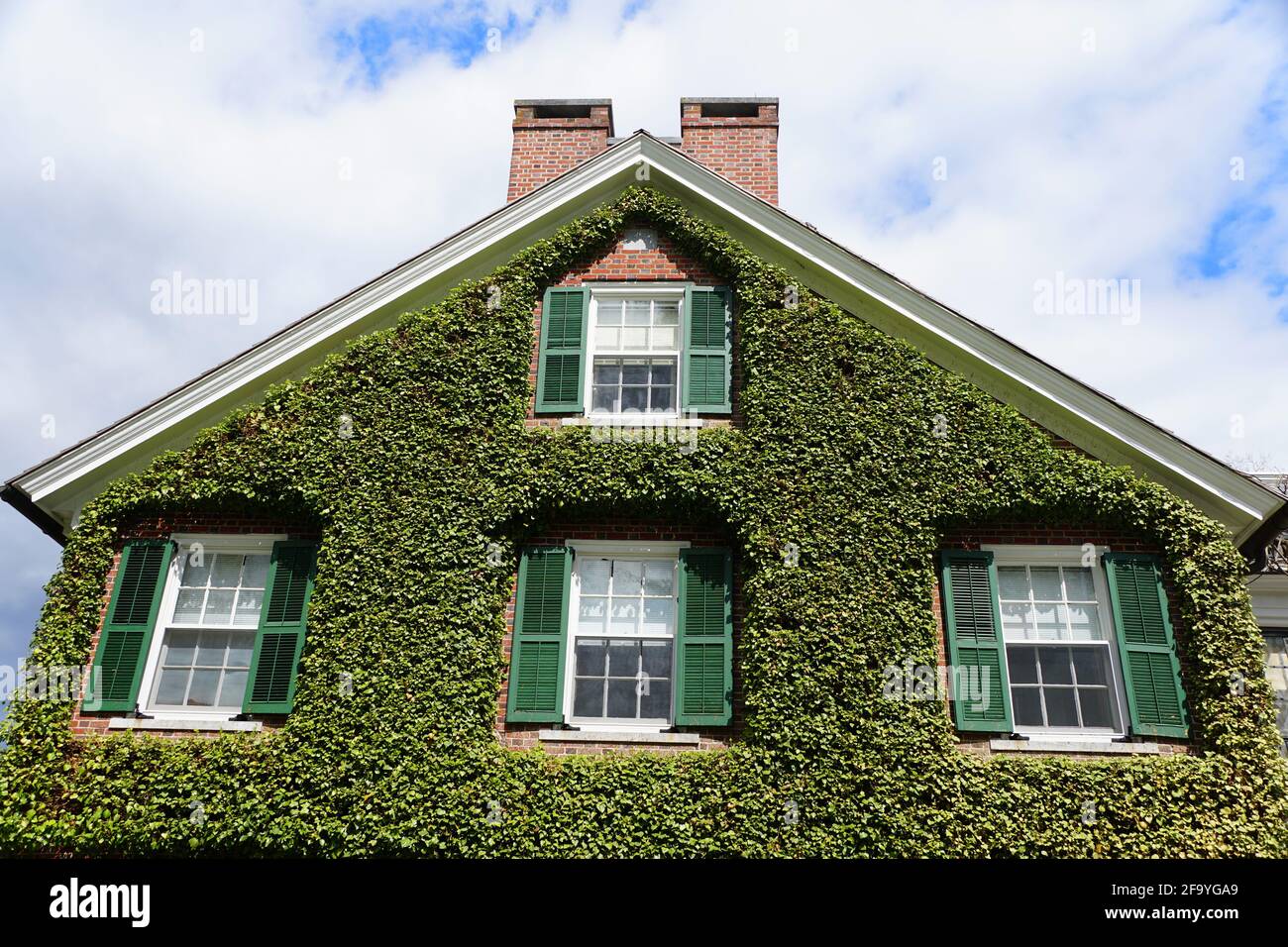 Ivy plants hi-res stock photography and images - Alamy