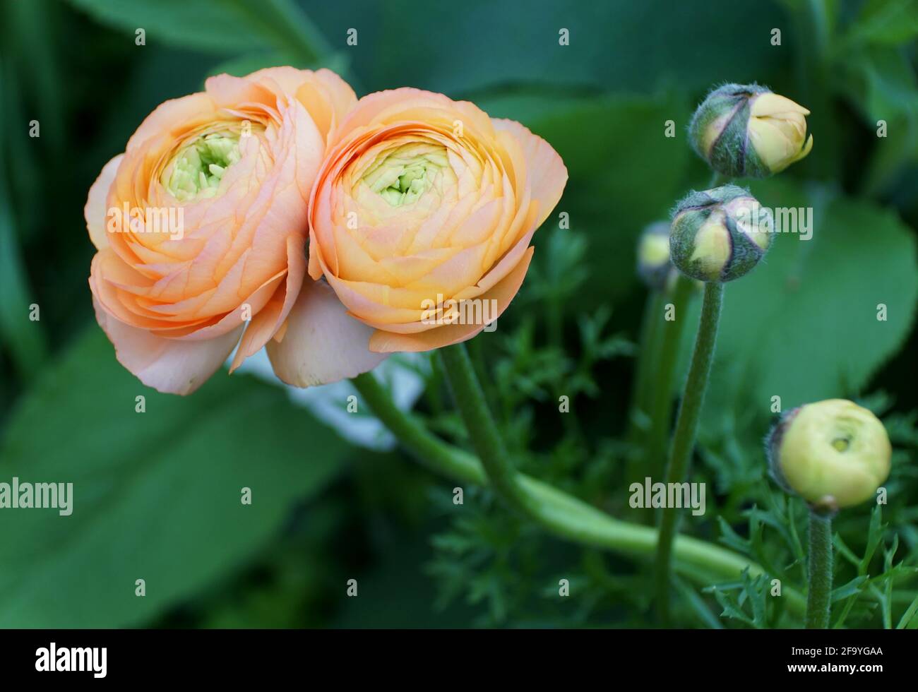 Close up of a light orange buttercup flowers Stock Photo - Alamy