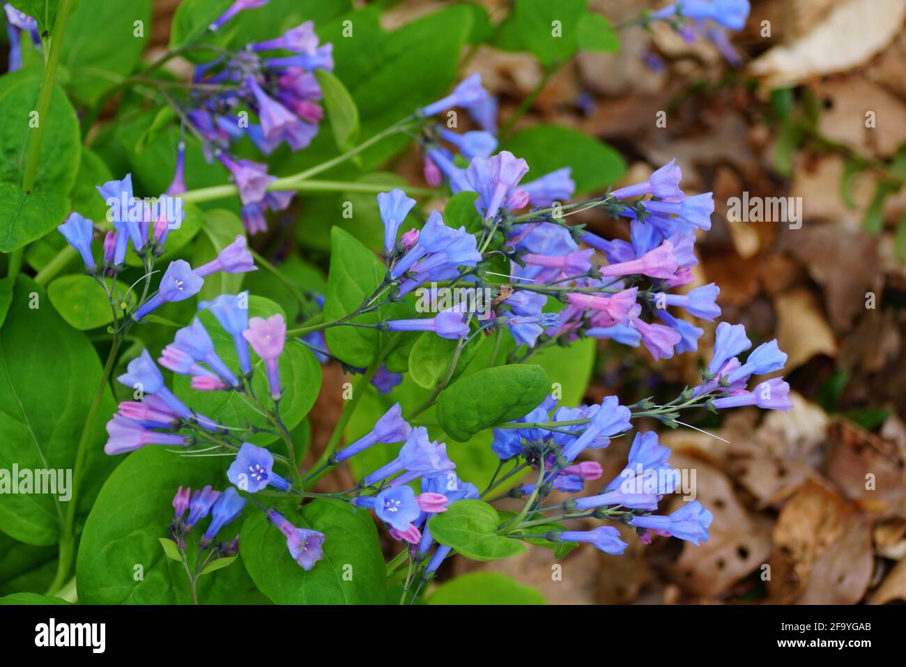 Beautiful Virginia Bluebells flower at full bloom in the Spring Stock ...