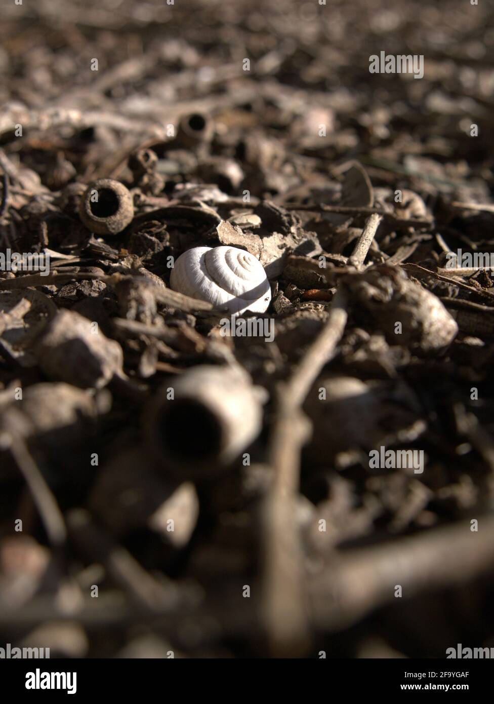 Snail shell in soil hi-res stock photography and images - Alamy