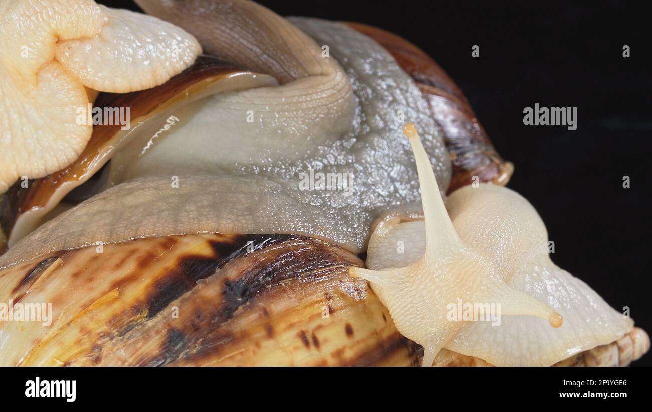 Achatina hi-res stock photography and images - Alamy